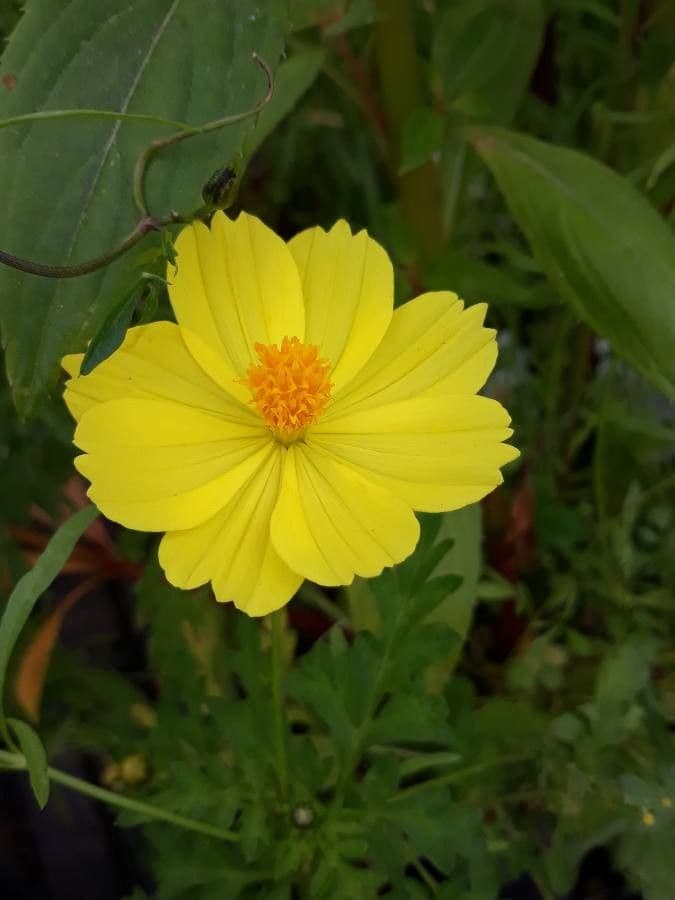 Cosmos sulphureus store